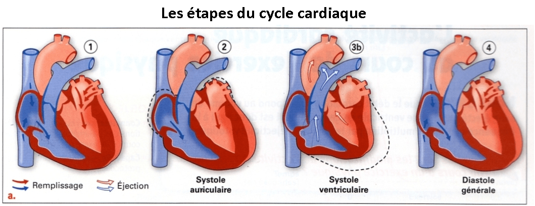 UE 2.2 S1 | Le système cardiovasculaire | Futur infirmier