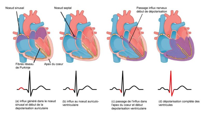UE 2.2 S1 | Le système cardiovasculaire | Futur infirmier