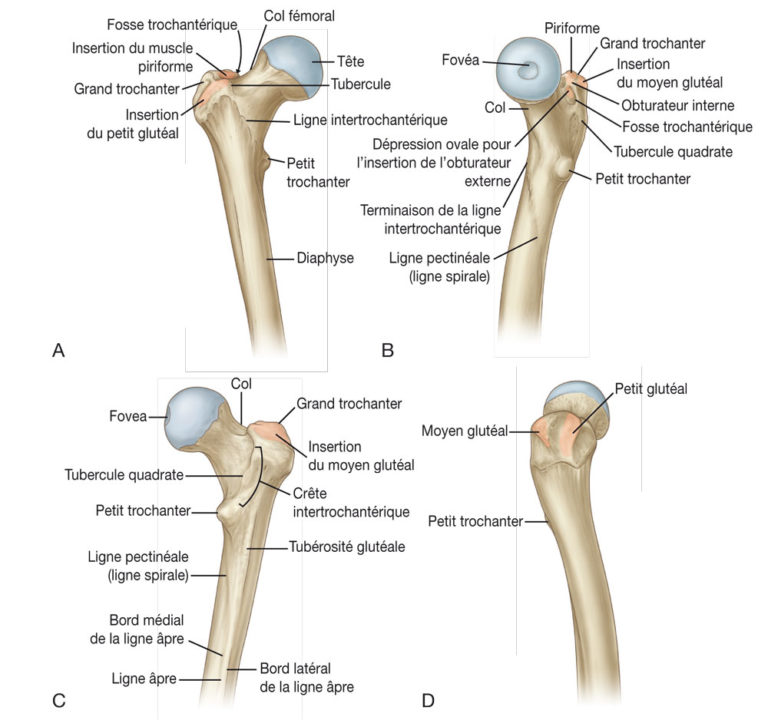 Image Collatral De Martine Du Tableau Anatomie Fmur