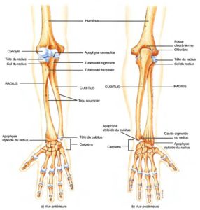 Planches anatomiques | Le fantastique co